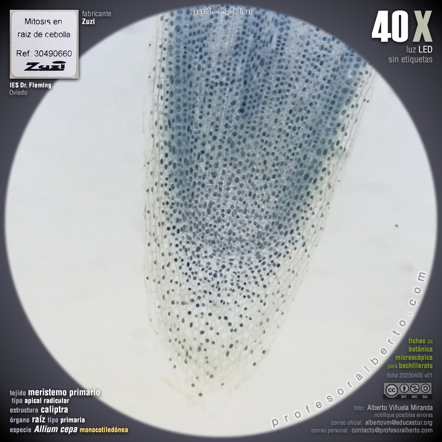 Tejidos Vegetales ← Botánica Microscópica ← Fisiología e Histología ...